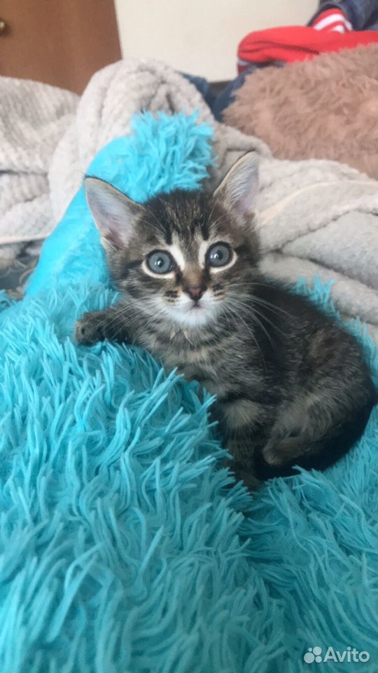 Котёнок (девчонка)