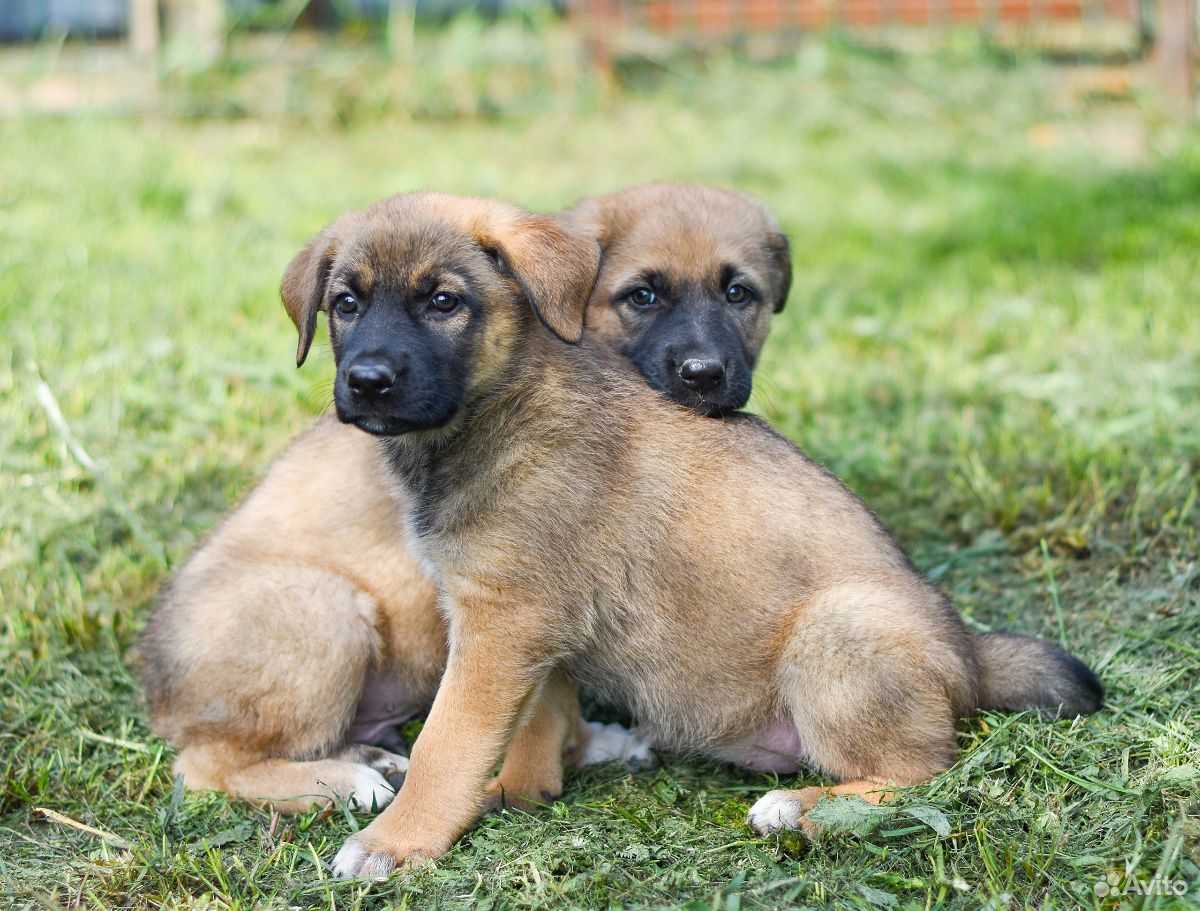 Щенки в добрые руки