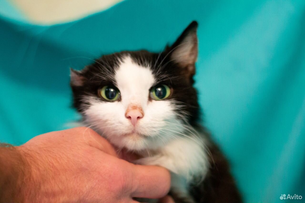 Том в добрые руки