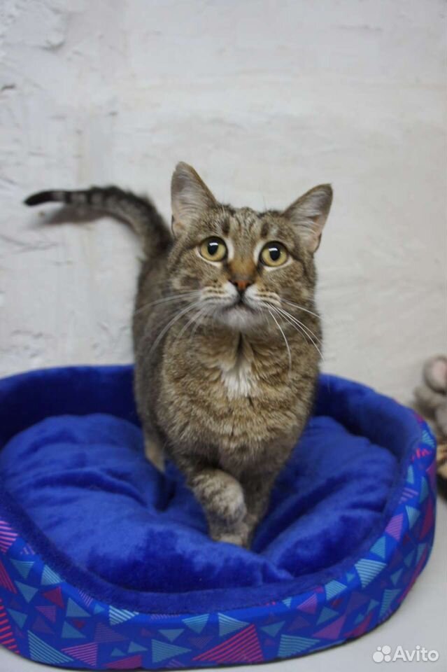 Кошка Полли