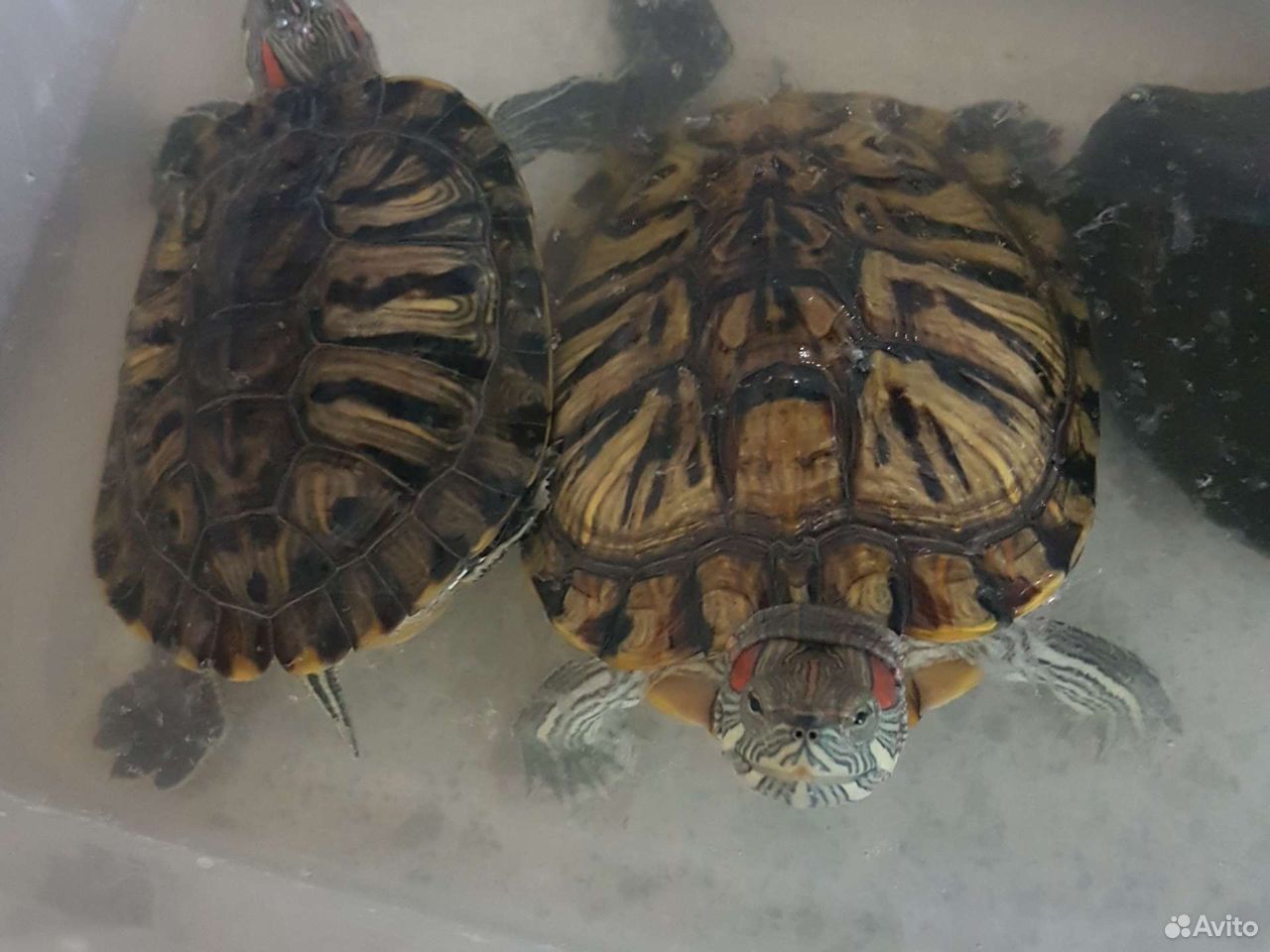 Черепахи отдам в хорошие руки
