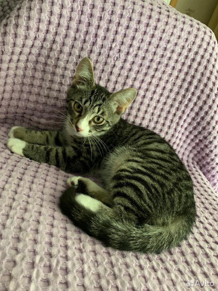 Котенок шпротик терракотовый табби 3мес мальчик Сё