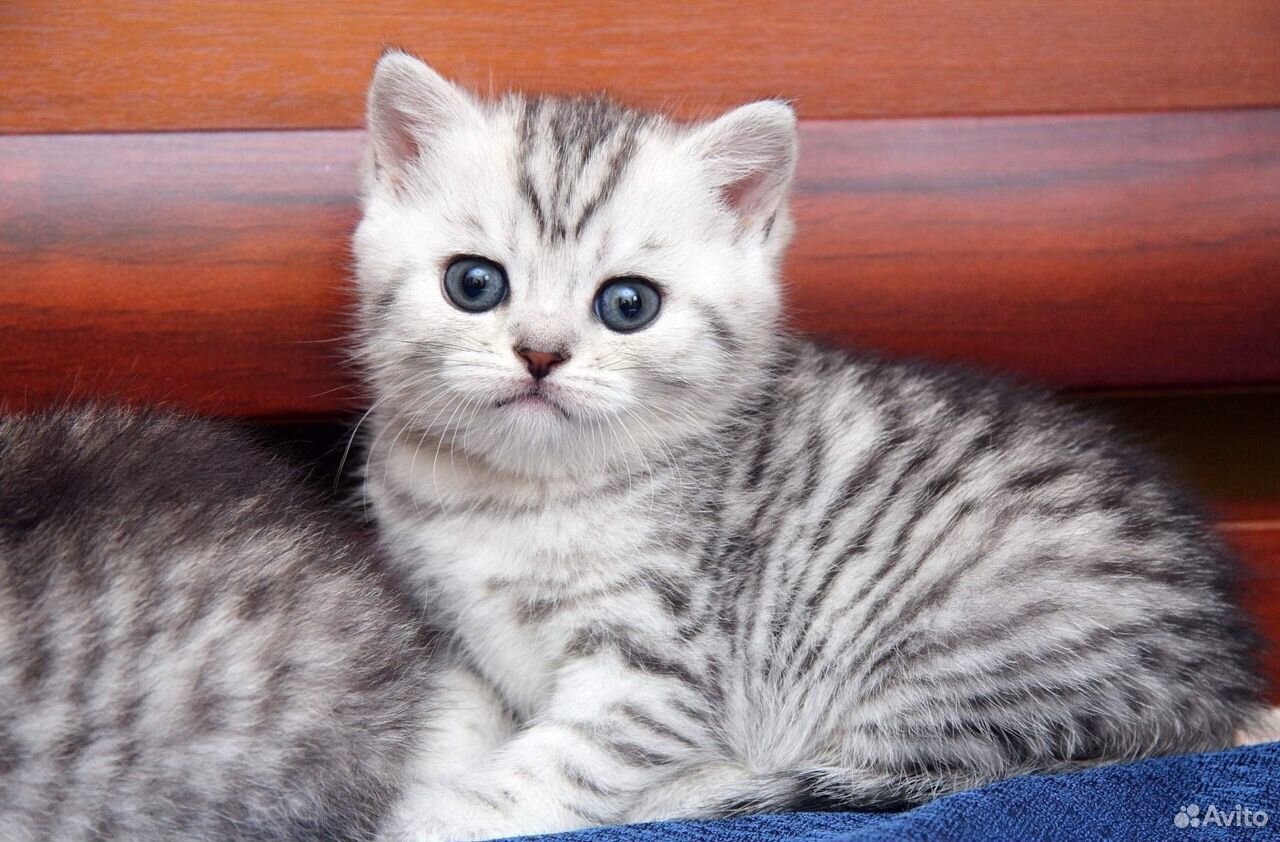 Вискасные британцы