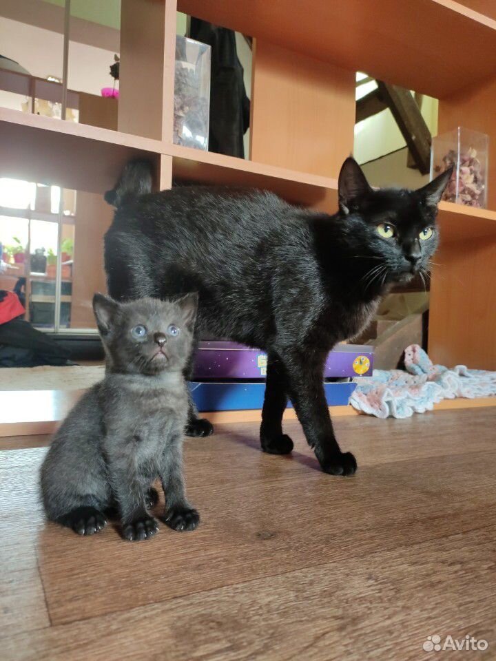 Котята чисто черные пантерочки, 1месяц