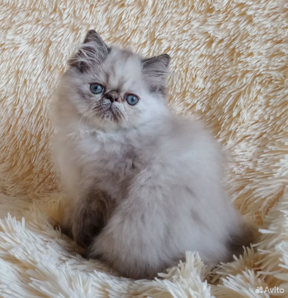 Гималайская очаровашка