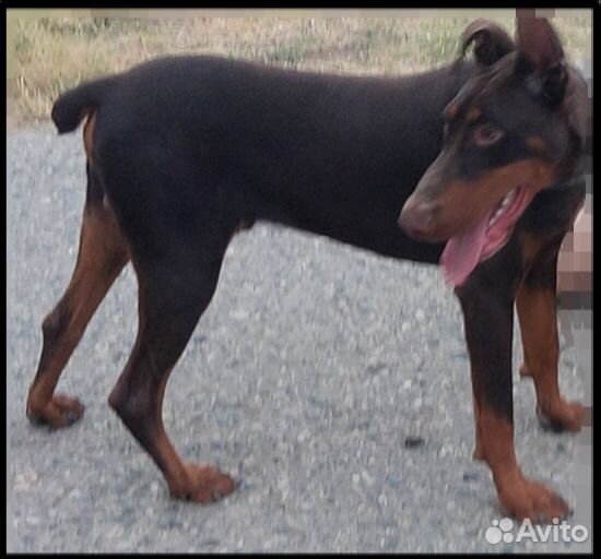 Доберманчик