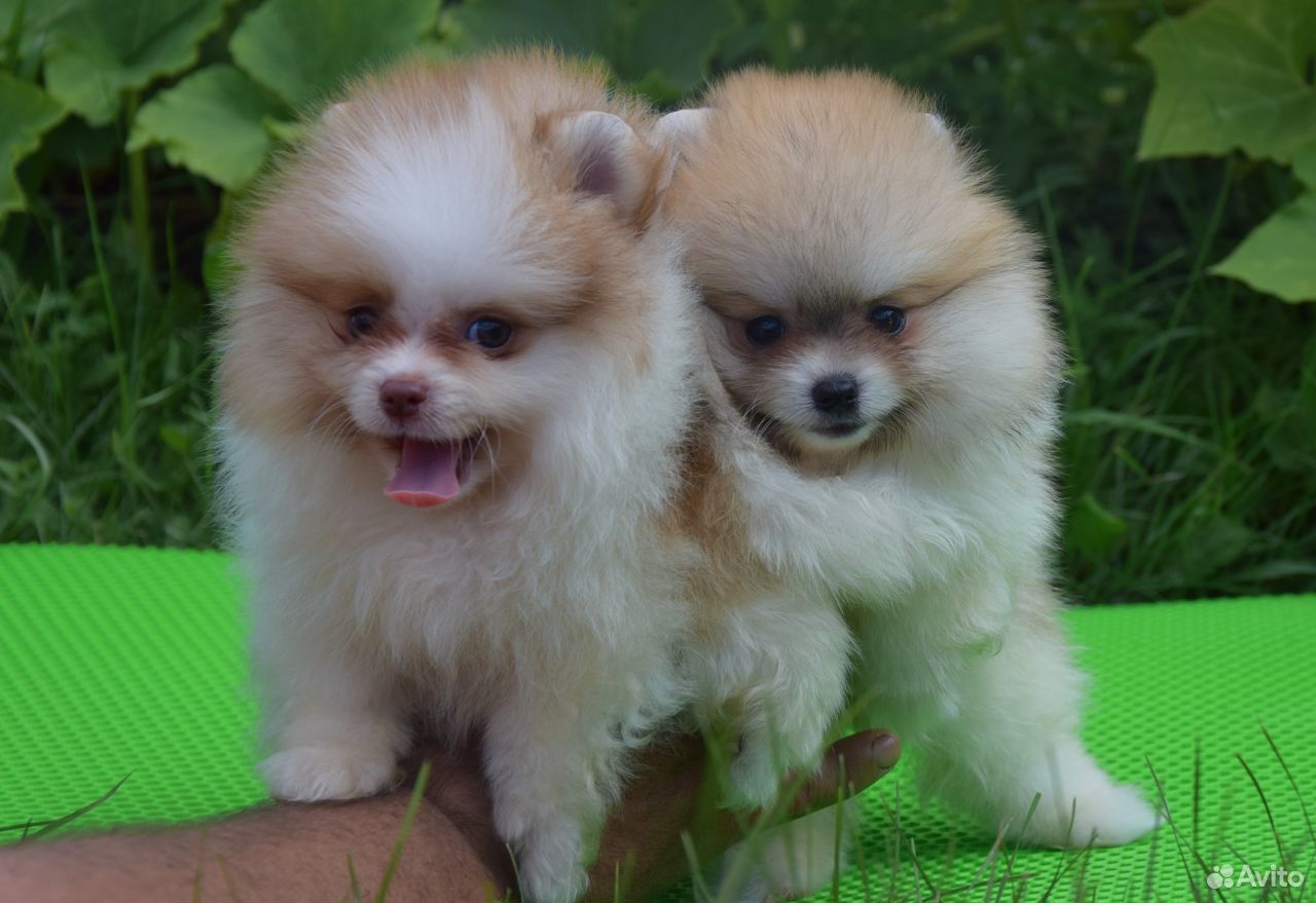 Шпиц.Девочки померанского шпица
