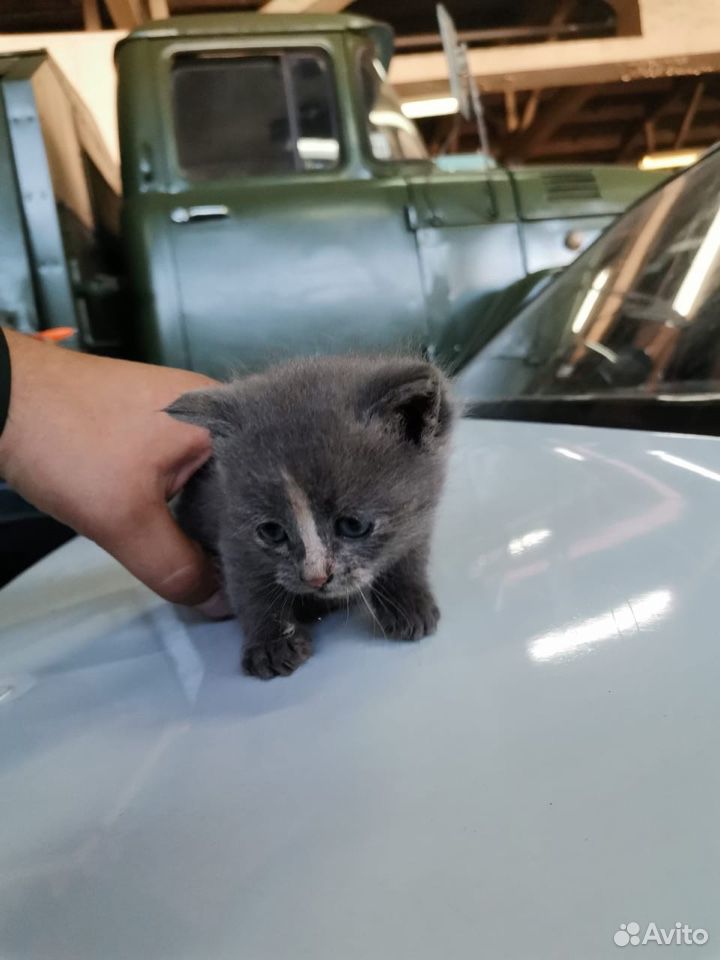 Котятки 3-4 недели