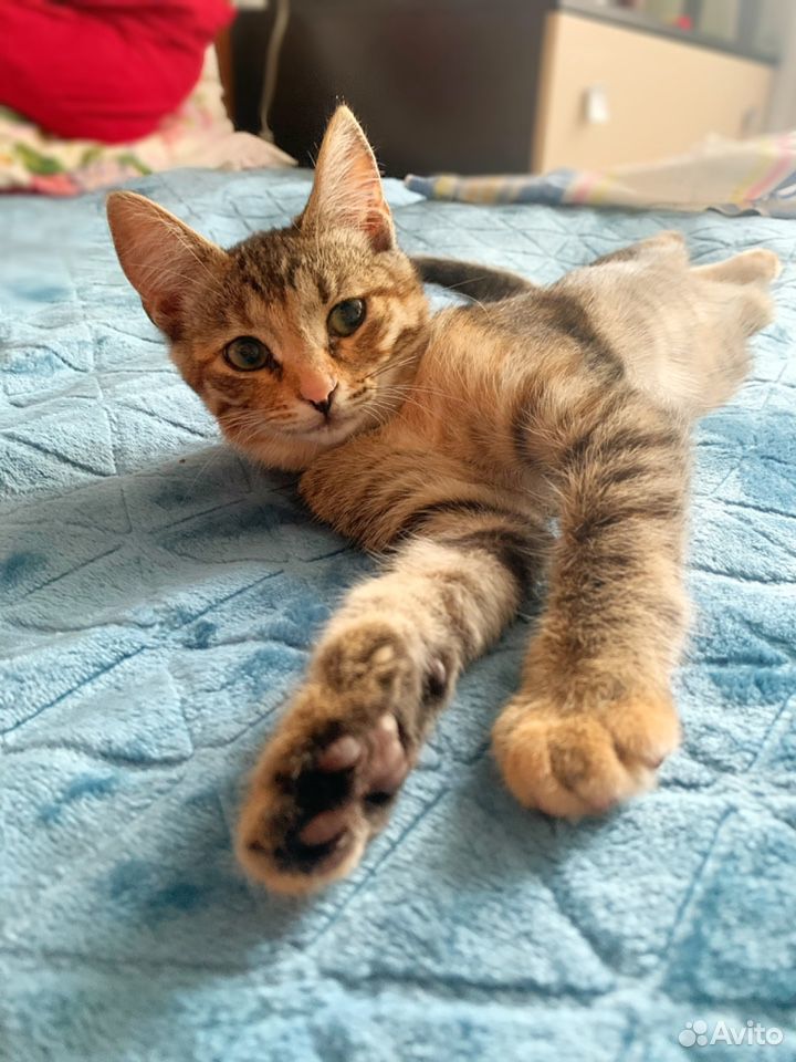 Котёнок