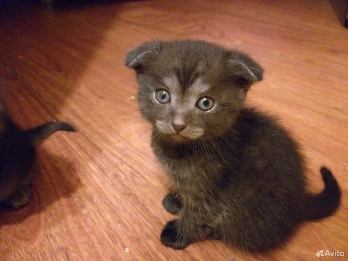 Котята шотландской длинношёрстных вислоухой кошечк