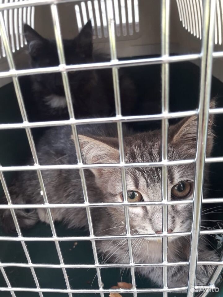 Чудесные котята ищут дом