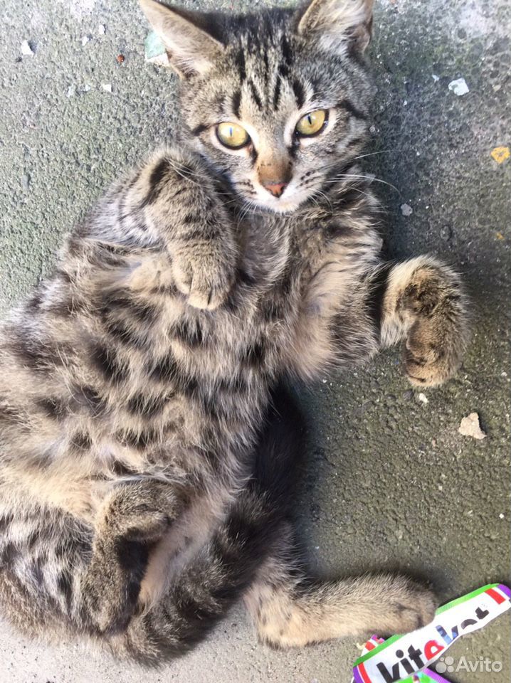 Кошка, котёнок в добрые руки