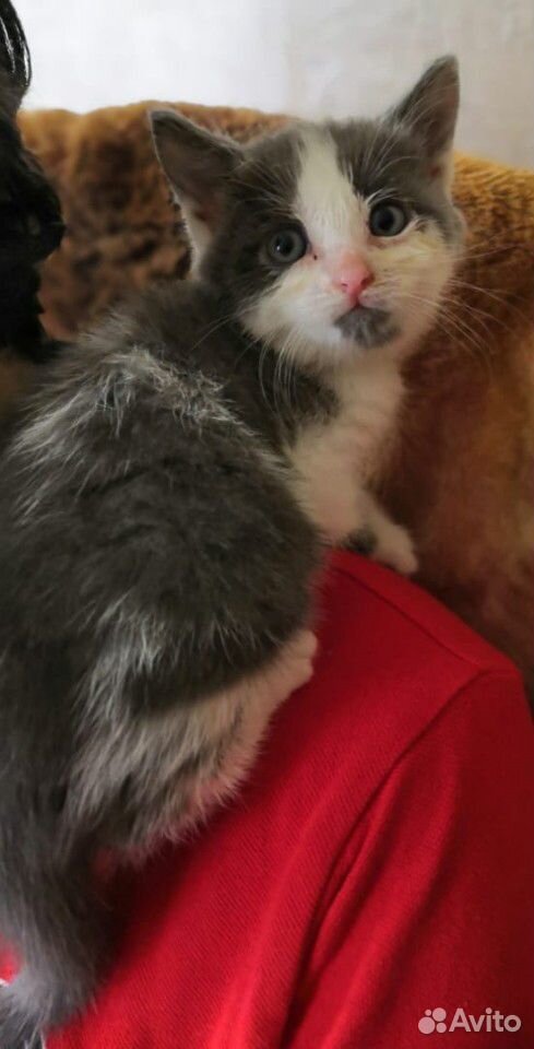 Кошка