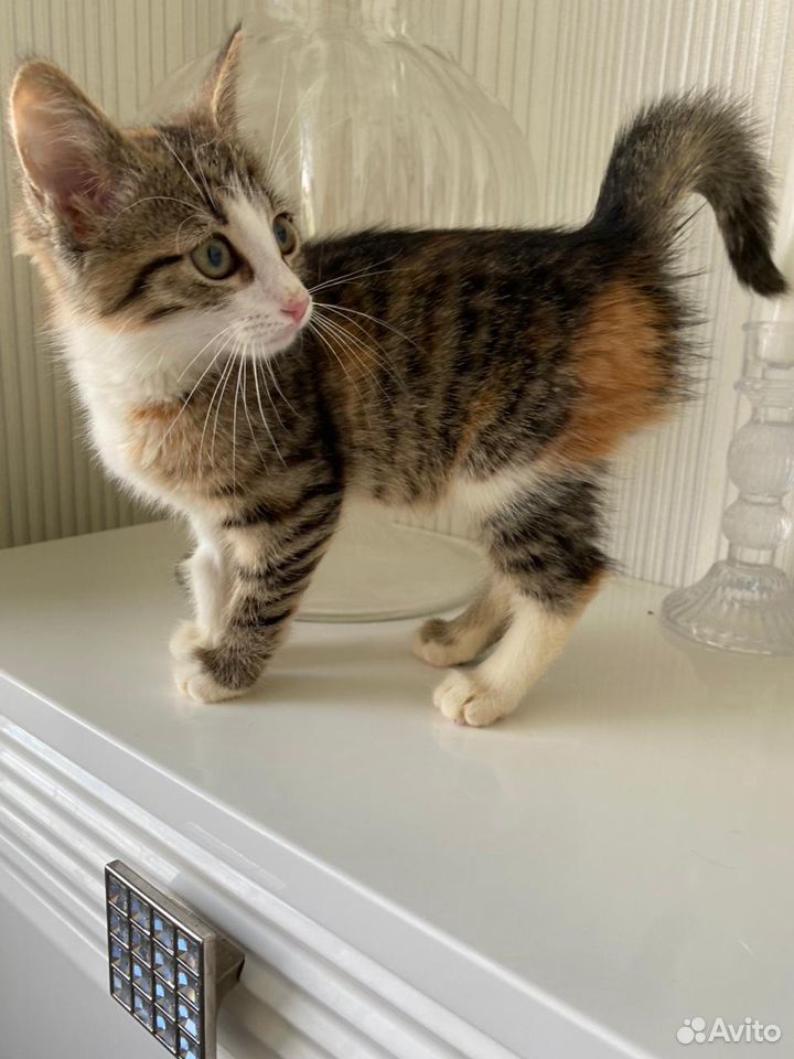 Котенок Стрелка 2,5 мес в дар