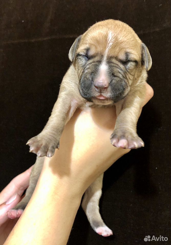 Рыжая девочка прайтер