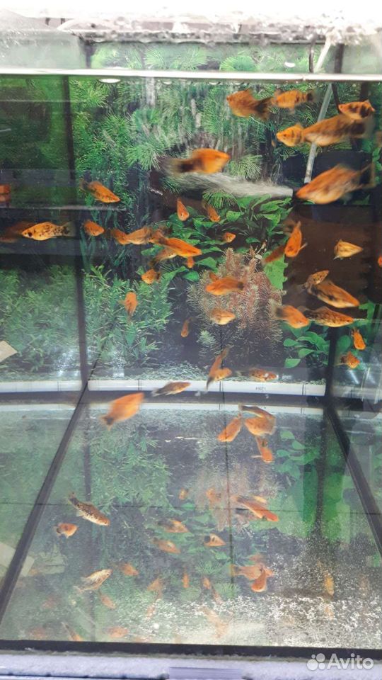 Рыба меченосец тигровый