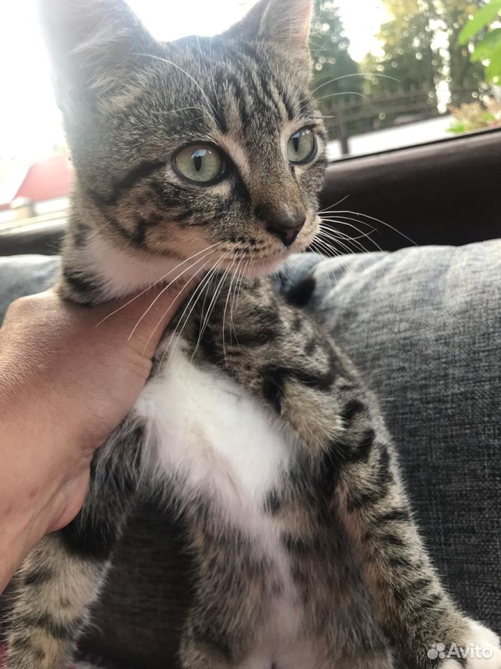 Котенок-мальчик, 2,5мес, игривый, ласковвй