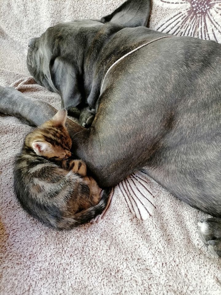 Кошечка дикого окраса