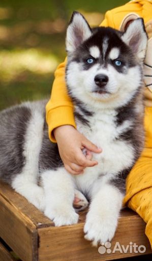 Сибирский хаски