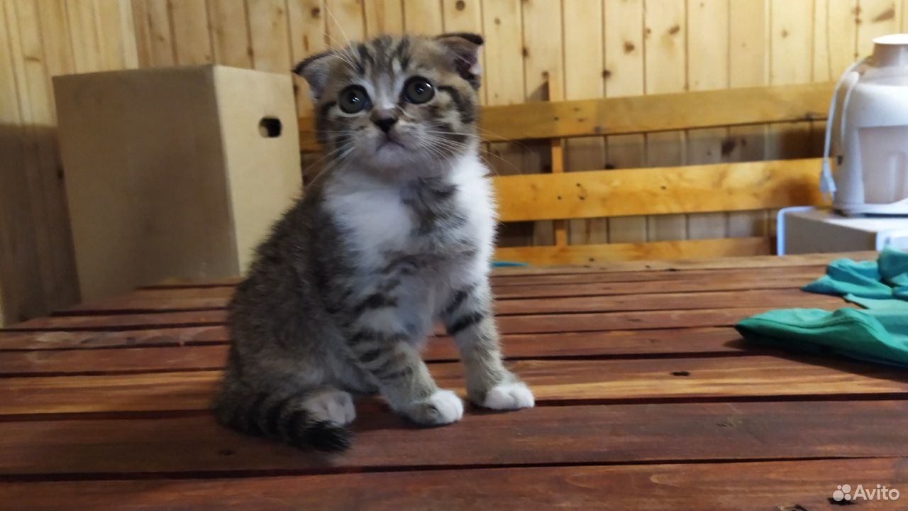 Продам котенка породы шотландская вислоухая