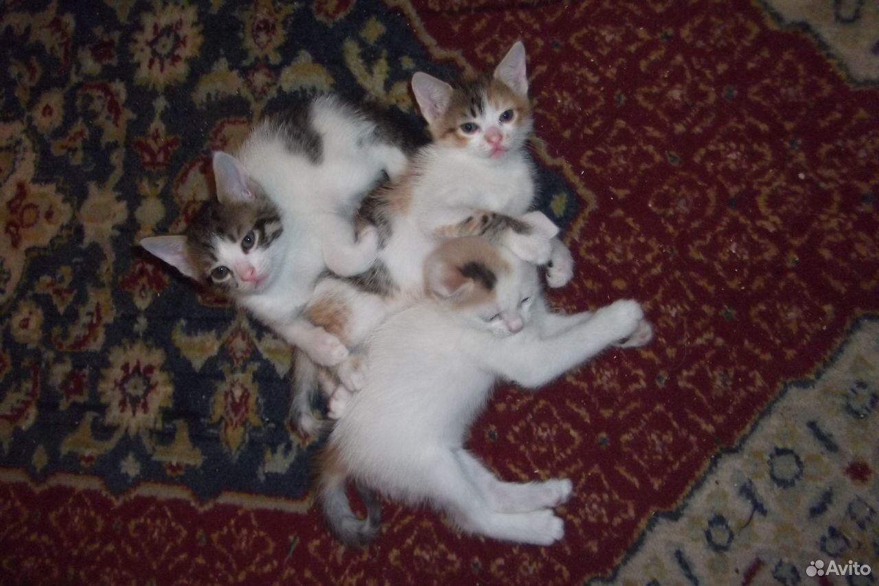 Котята в добрые руки