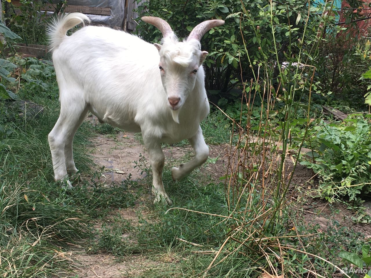 Ламанача молодой козёл производитель