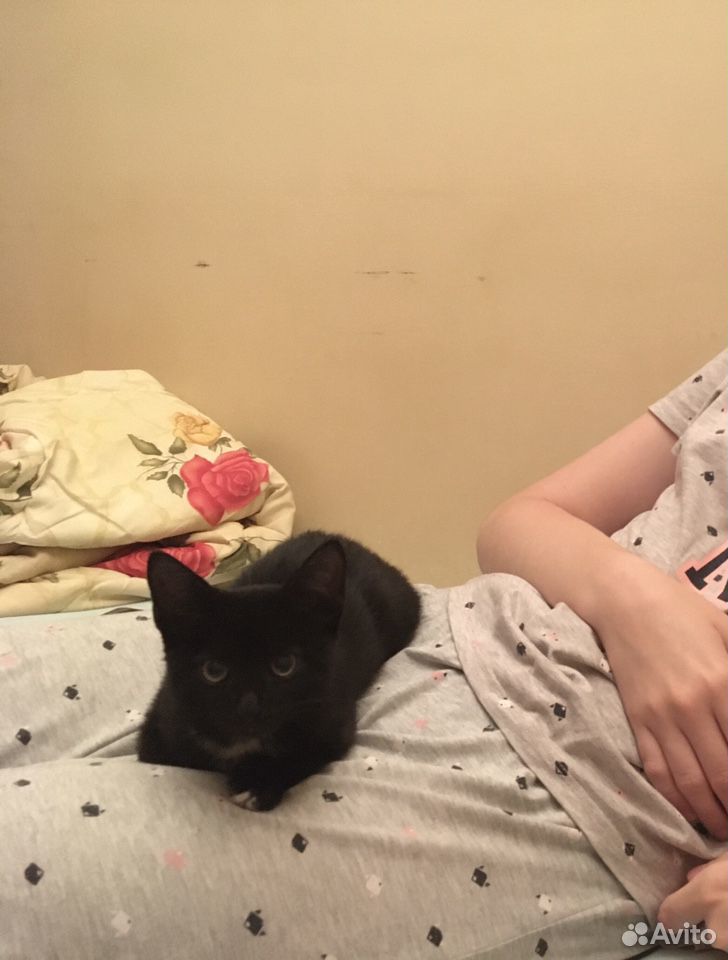 Приученный к лотку котенок