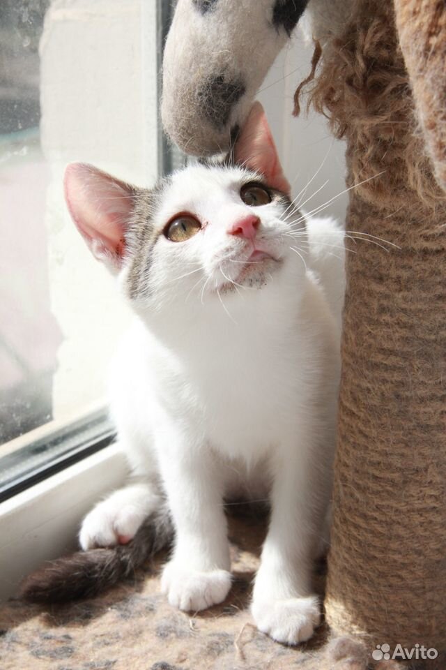 Котенку очень нужен дом