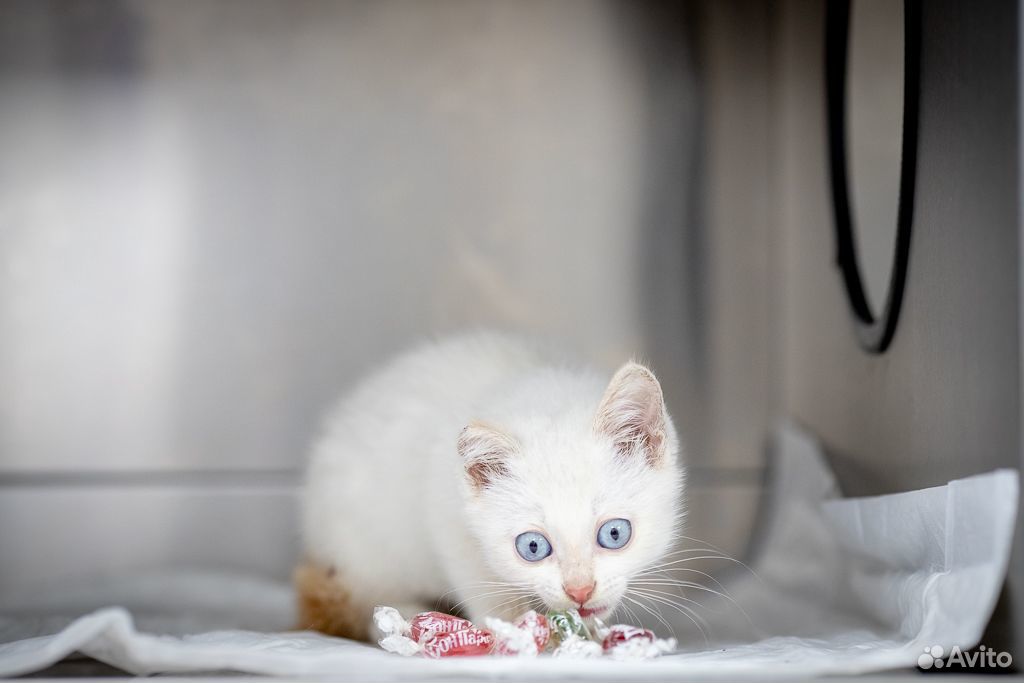 Котенок в дар, маленький котёнок в добрые руки, бе