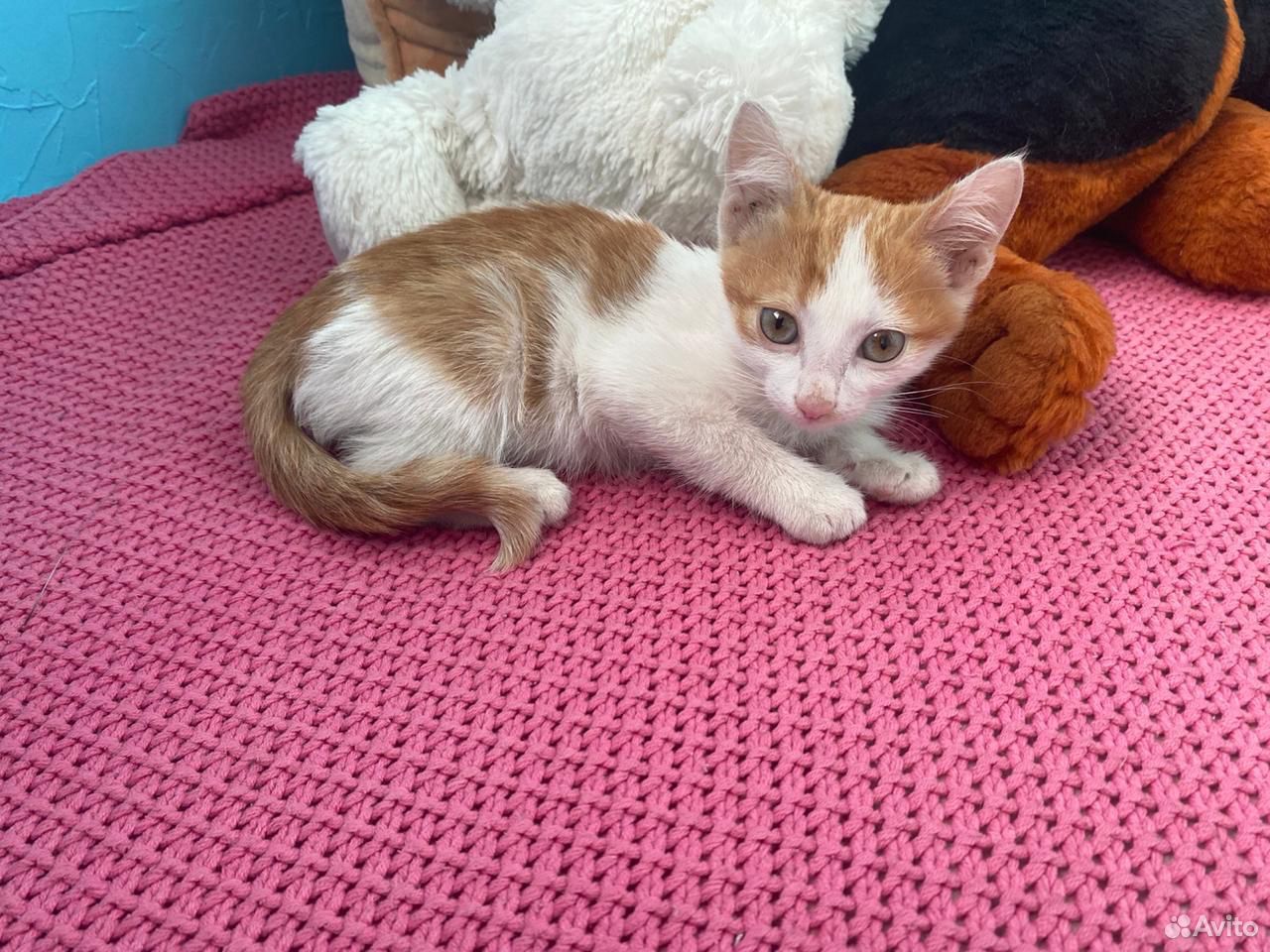 Кот и кошечка