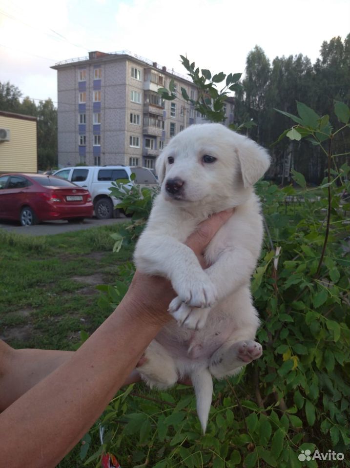 Шикарный щенок мальчик