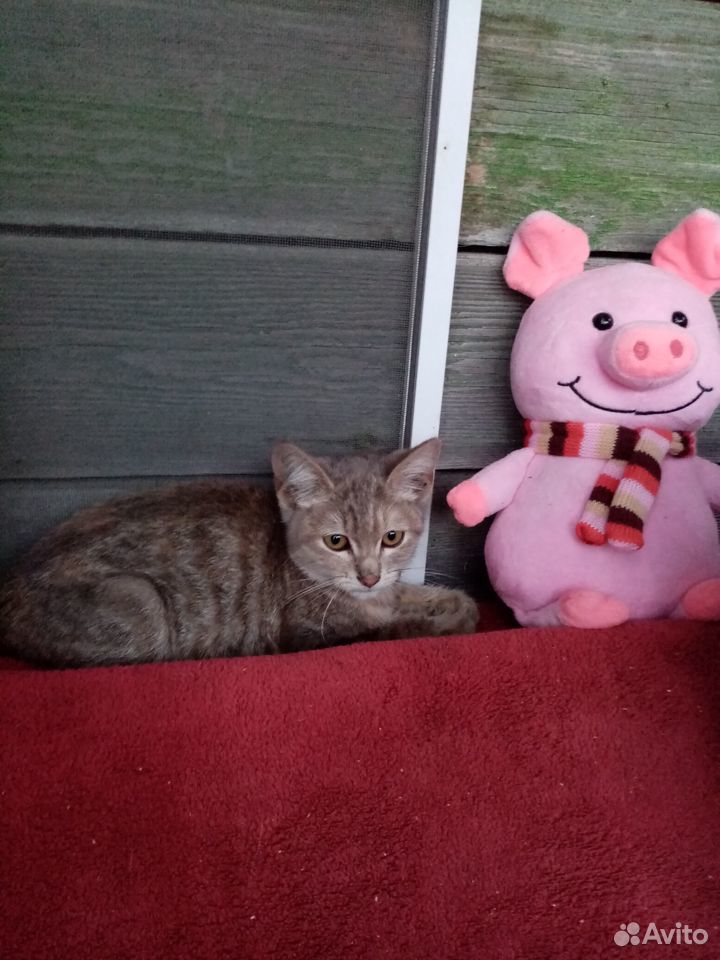 Маленькая красавица с необычным окрасом