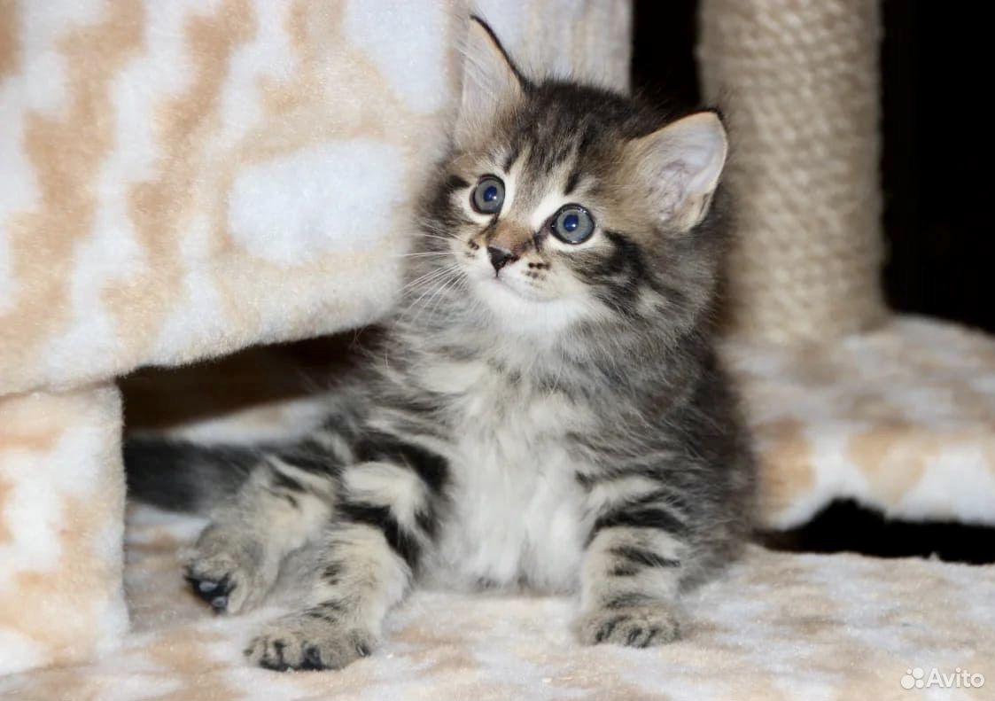 Котёнок Кузьма в добрые руки бесплатно