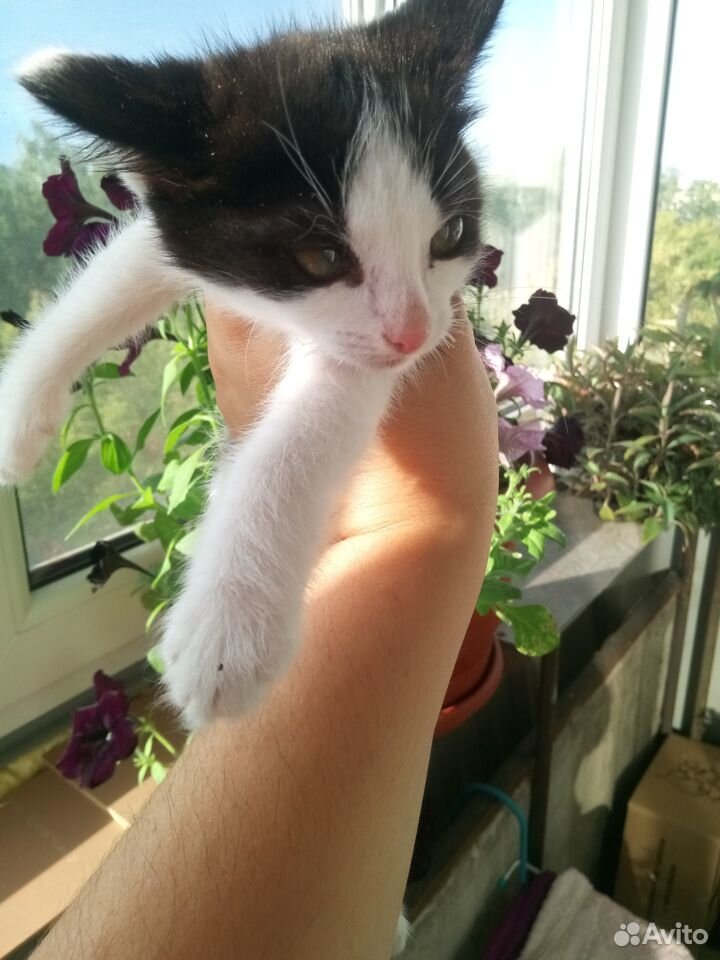 Котята очаровательные малыши