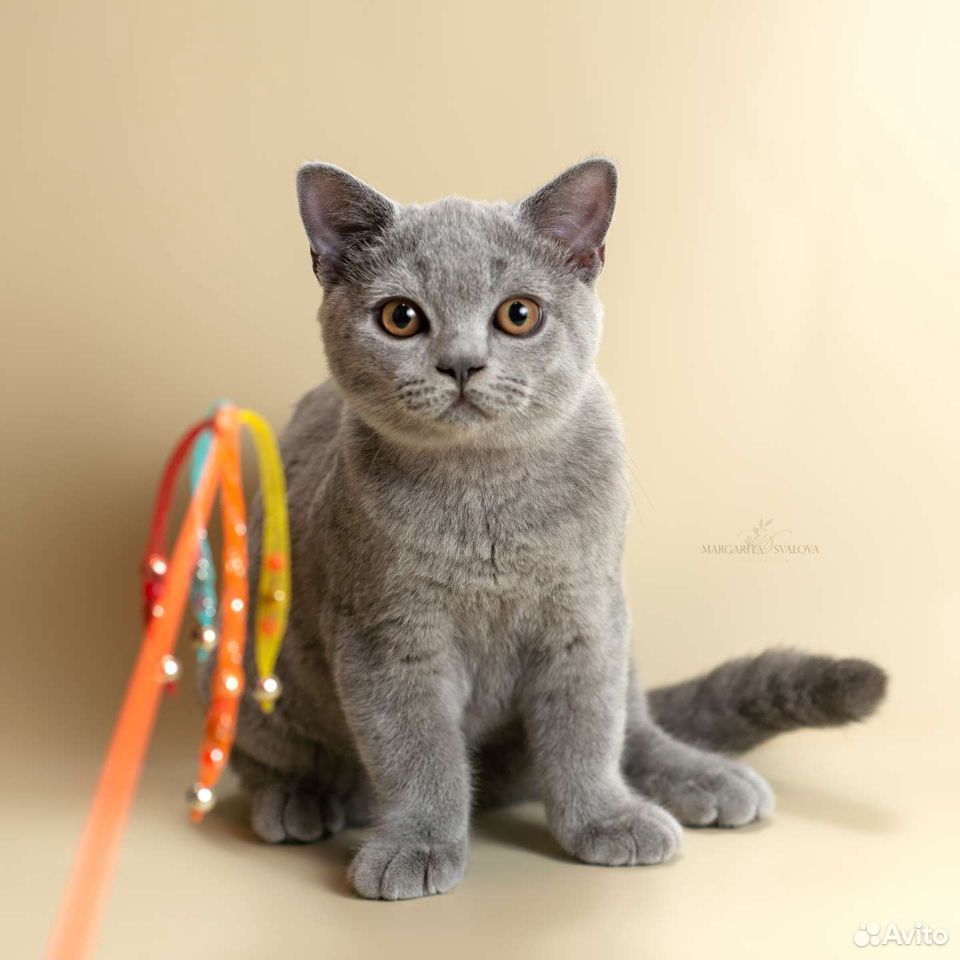 Британский котенок из питомника