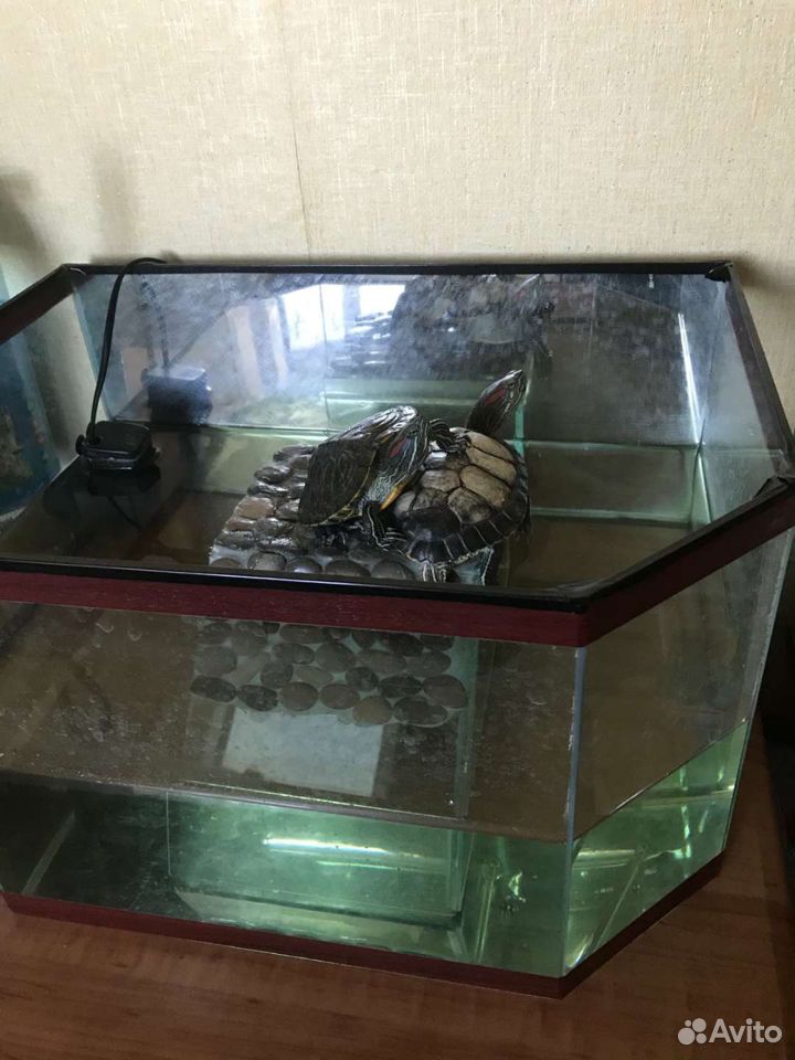 Черепашки