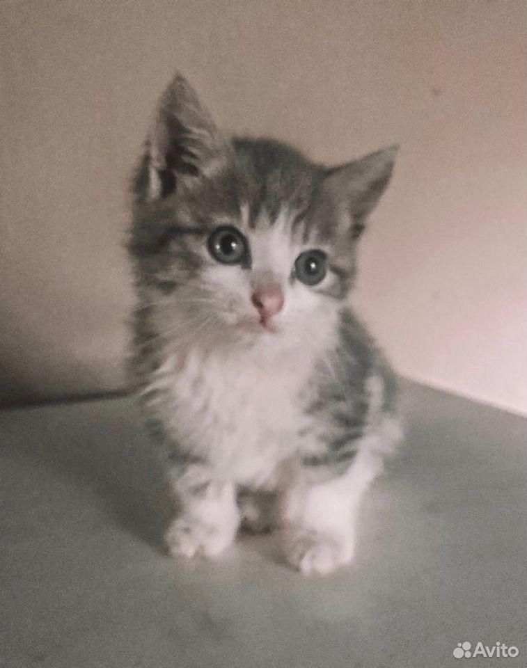Котёнок в добрые руки