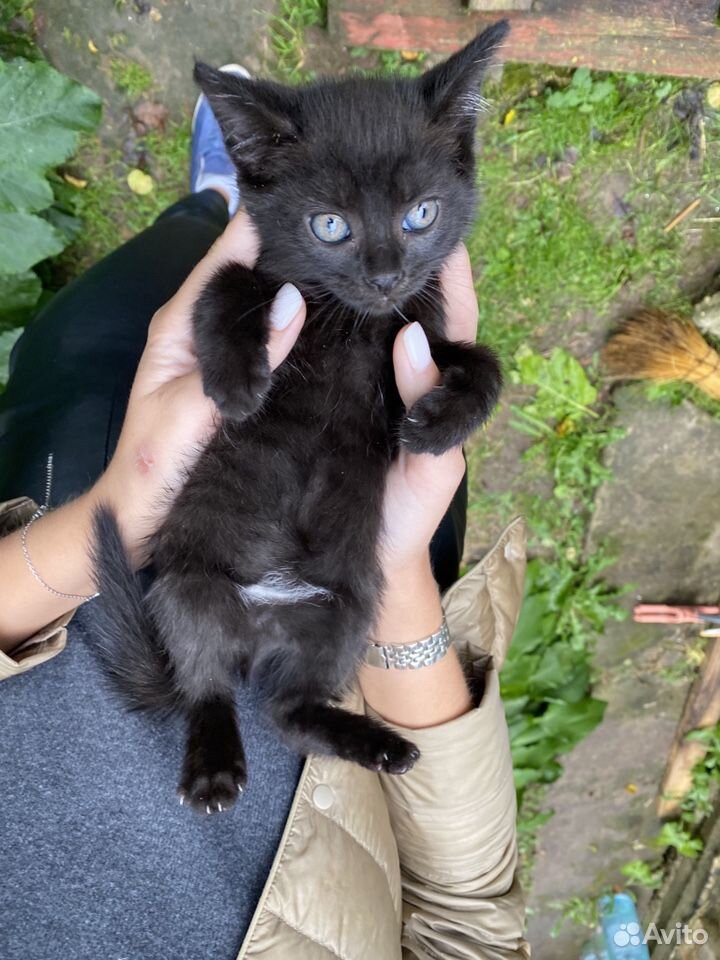 Котёнок в добрый руки