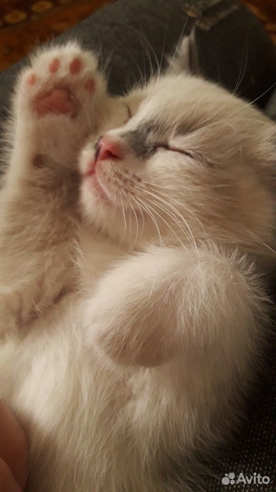 Очень миленькие котейки