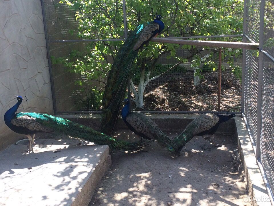 Павлин