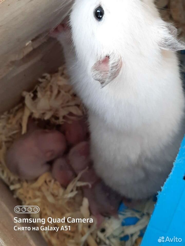 Сирийские Хомяки в дар