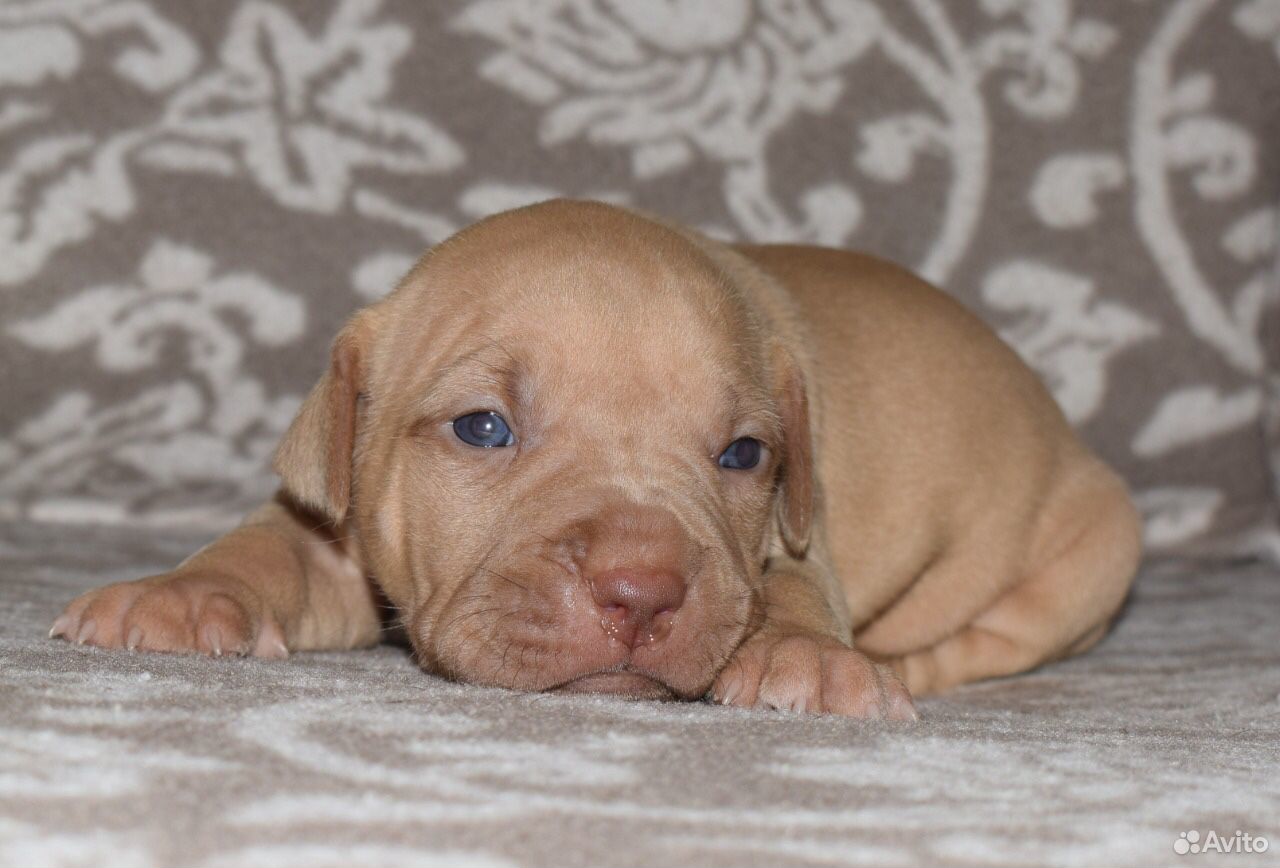 Сука прайтера