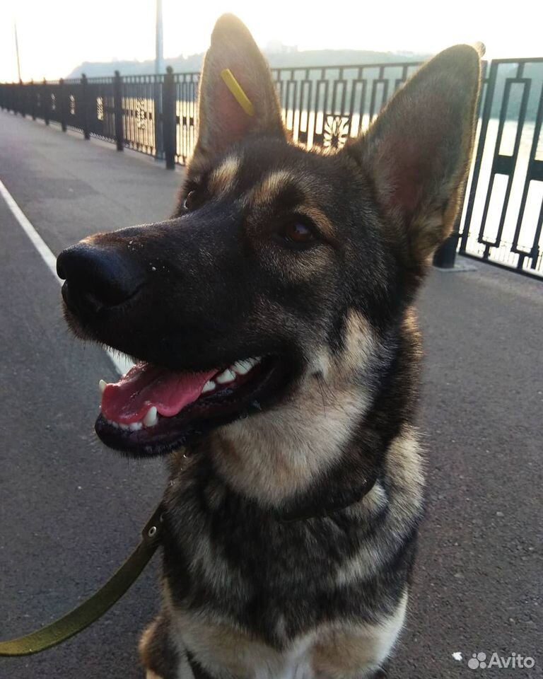 6-ти мес. щенок