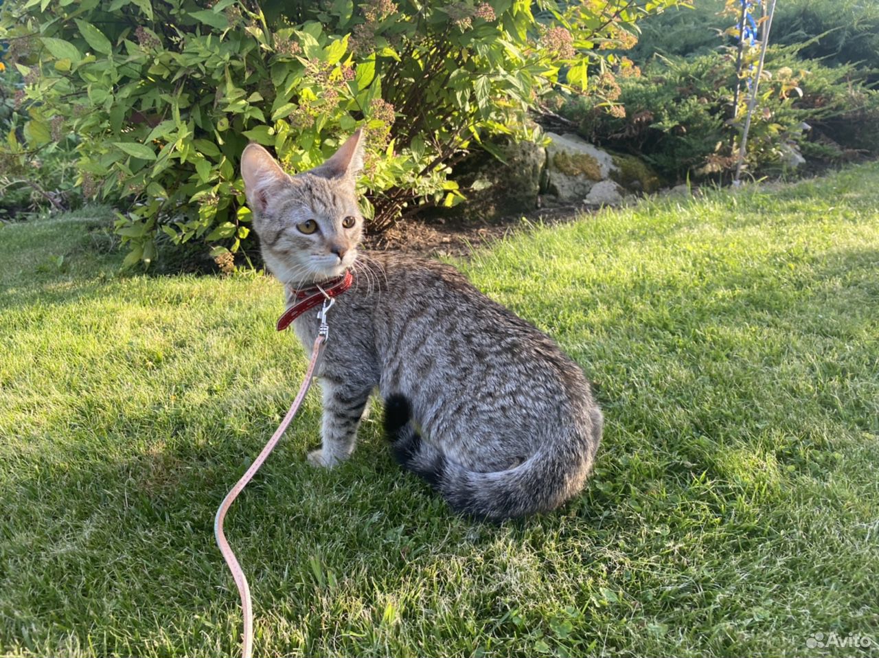 Чаузи котик Сулейман