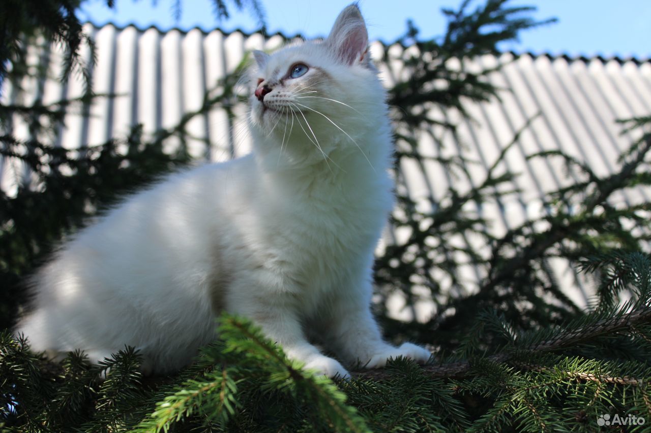 Невская красавица