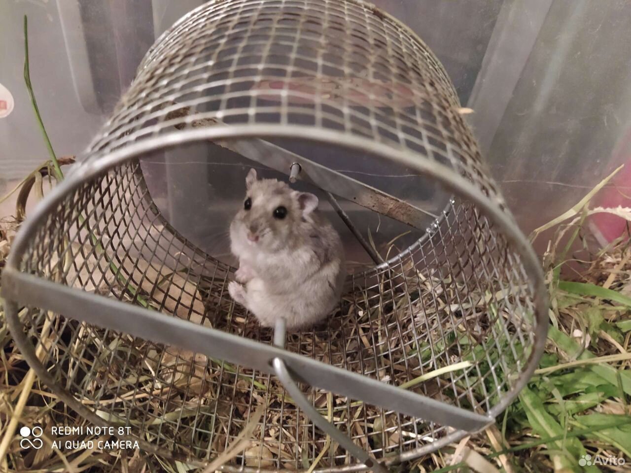 Хомяки сирийские и джунгарские