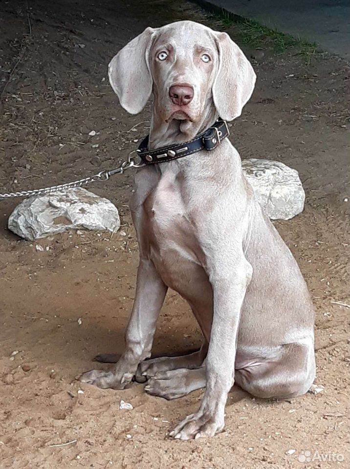 Шикарный щенок Веймарской легавой