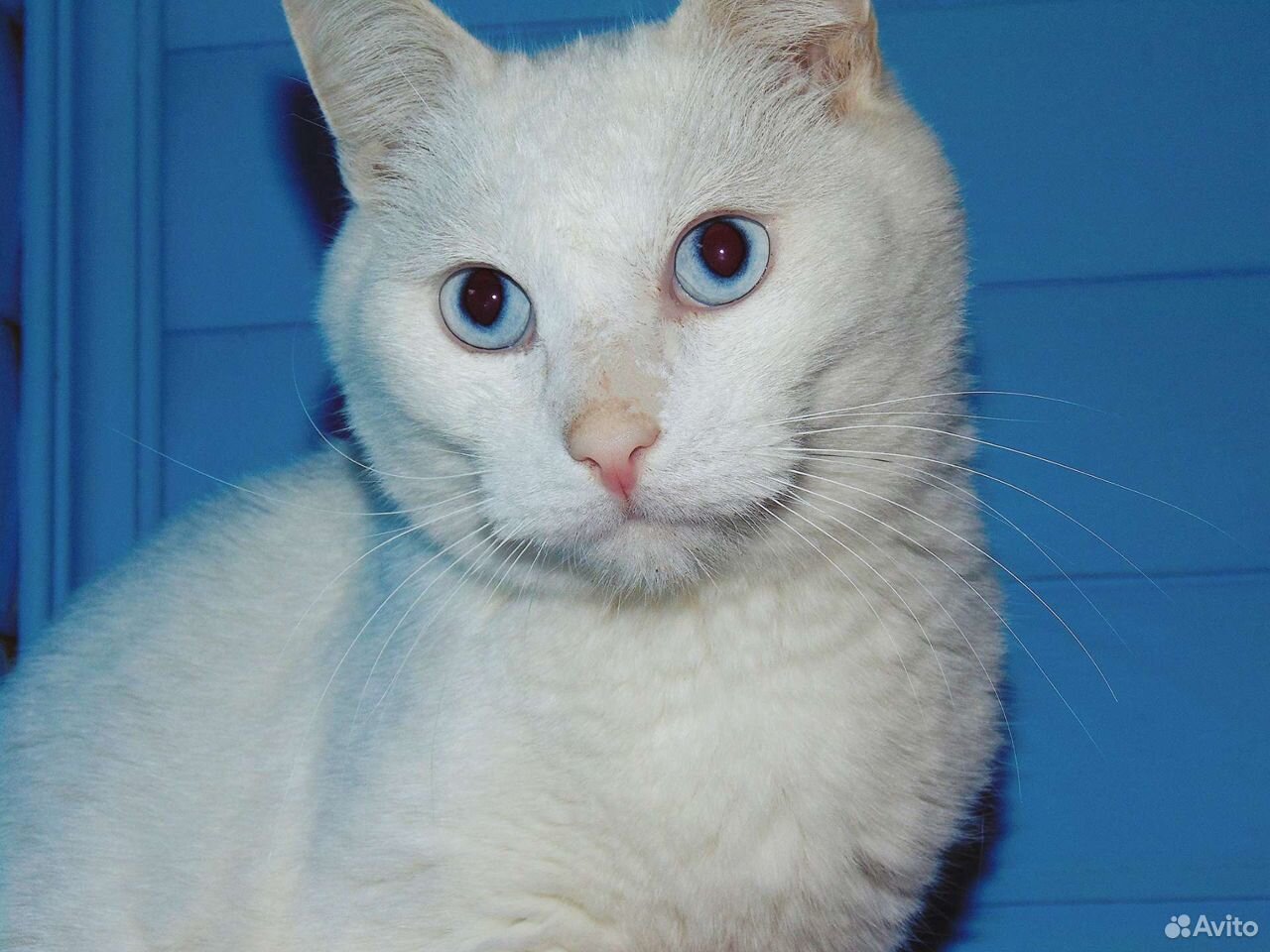 Гоша белоснежный красавец