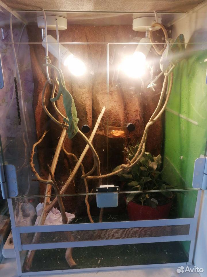 Йеменский хамелион