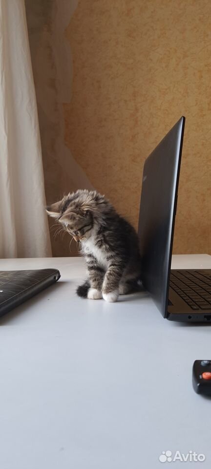 Котёнок в добрые руки. Очаровашка девочка